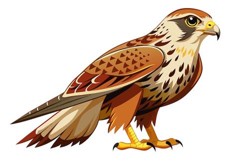 Image result for Hawk Beak Drawing
