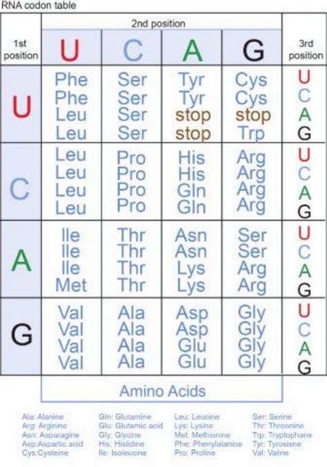 Image result for Genetic Code