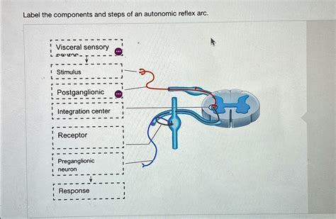 Image result for Components of Reflex Arc
