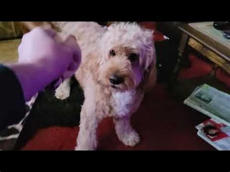Image result for Cockapoo Tremours