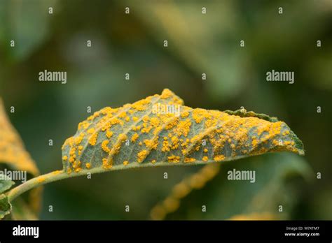 Image result for Willow Tree Rust