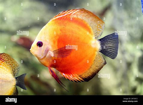 Image result for Symphysodon Discus