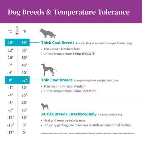 Image result for Dog Temperature Normal