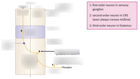 Image result for Spinothalamic Pathway Content