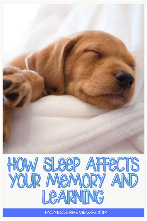 Image result for Memory and Learning Sleep