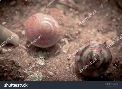 Image result for Ruby Shell St. Louis