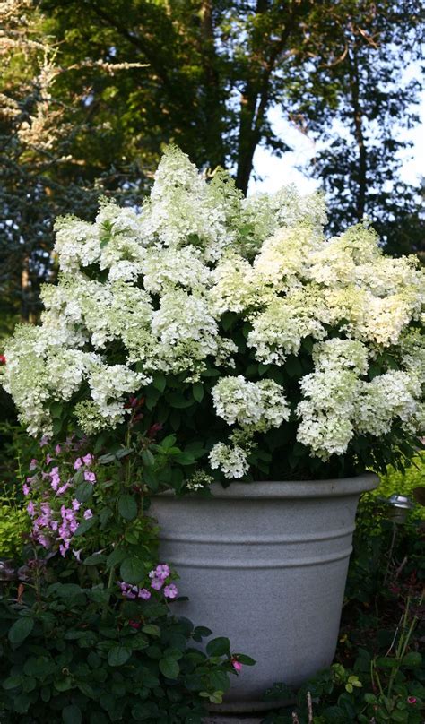 Image result for How to Prune Hydrangea Tree