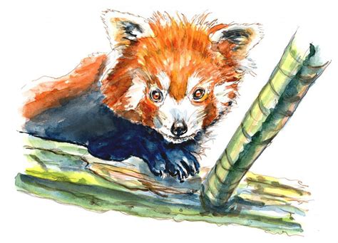 Red Panda Watercolor at PaintingValley.com | Explore collection of Red ...