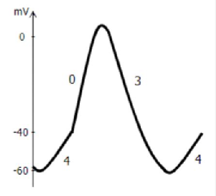 Image result for Pacemaker Potential