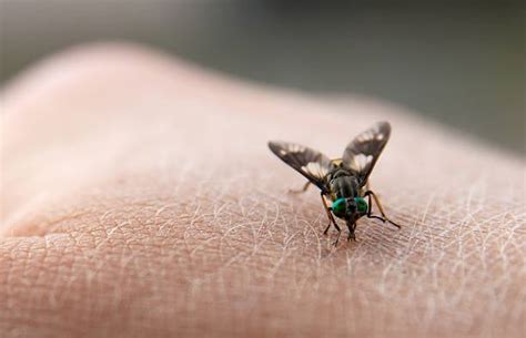 Image result for Mouse Bot Fly