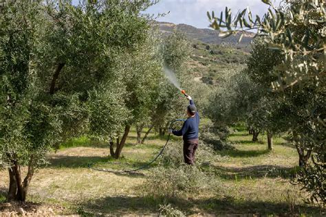 Image result for Injecting Trees with Insecticide