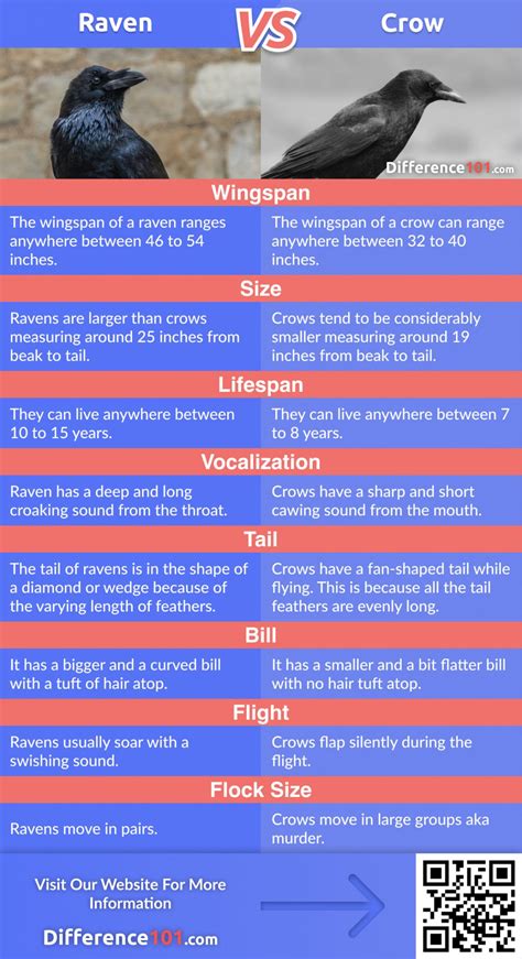 Raven vs. Crow: Key Differences, Pros & Cons, FAQ | Difference 101