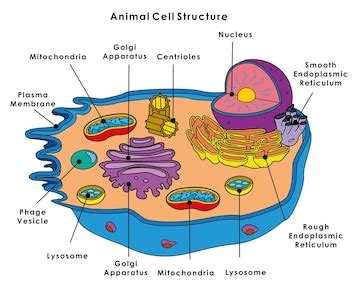 Image result for Animal Cell Structure and Function
