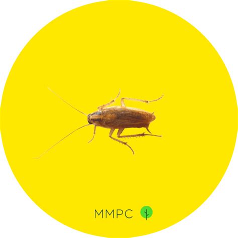 Image result for Cockroach Fly