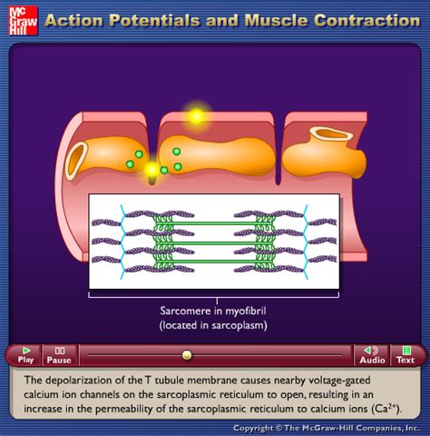 Image result for Action Potential Muscle Contraction