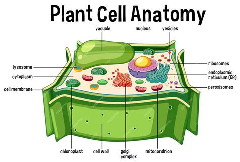 Understanding the Process of Photosynthesis in Plant Cells: A ...