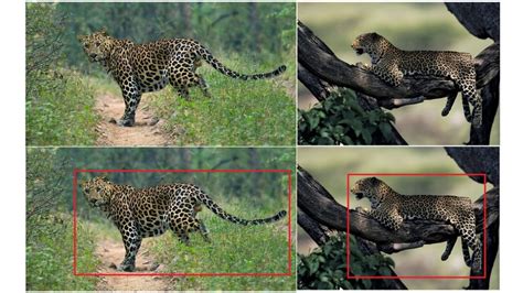 Image result for Tensorflow Keras Object Detection Example