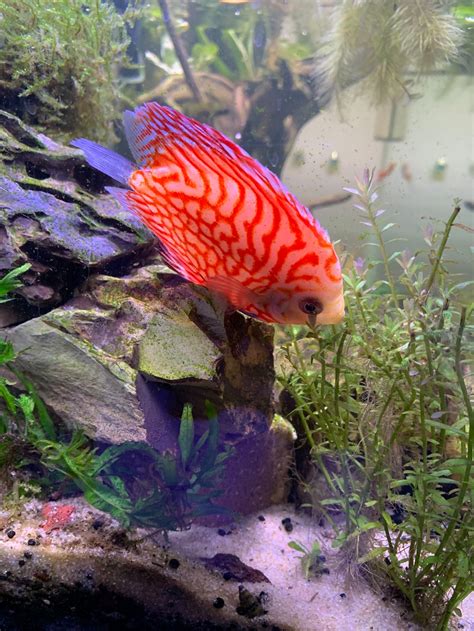 Image result for Red Eagle Discus