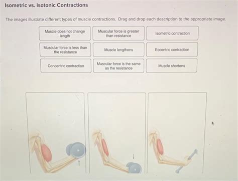 Image result for Isotonic Isometric Contraction