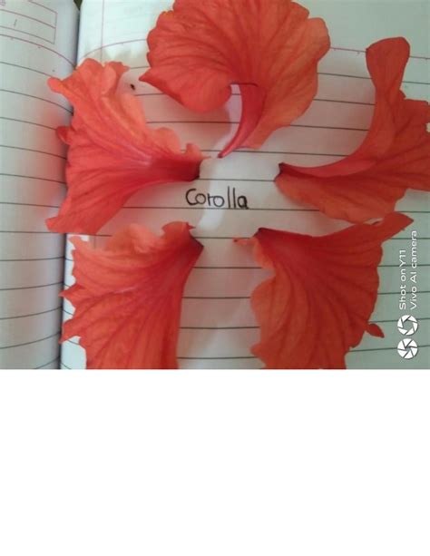 Image result for Hibiscus Flower Dissection