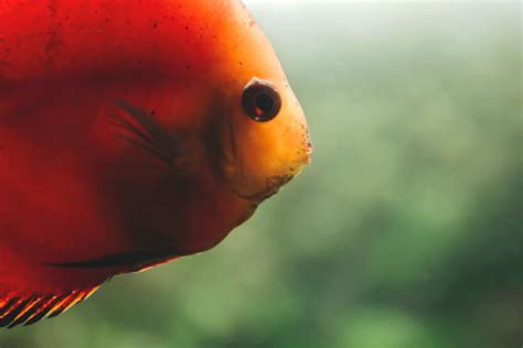 Image result for Golden Discus Fish