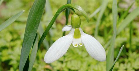 Image result for Snowdrop Varieties