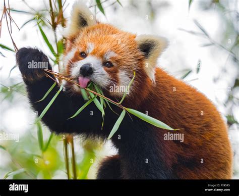 Red Panda Eating Bamboo High Resolution Stock Photography and Images ...