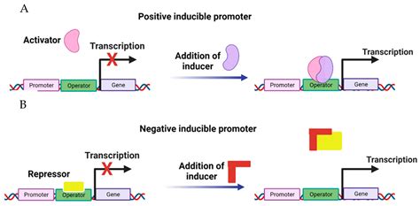 Image result for Gene Expression Promoter Operon