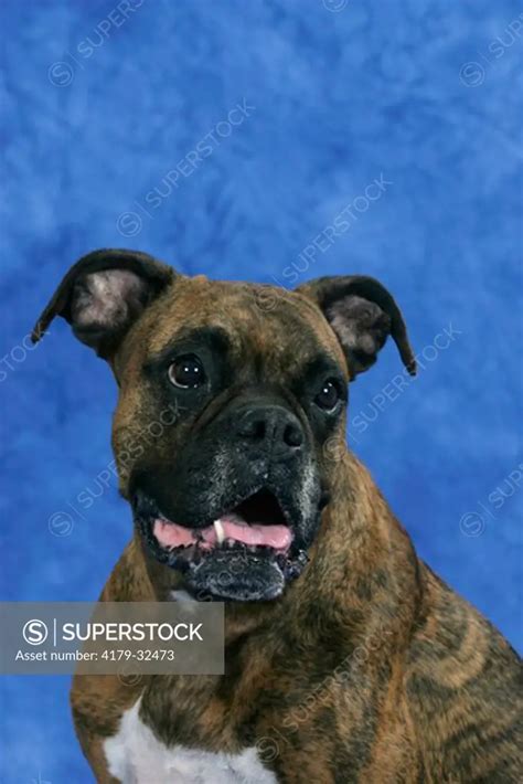 Image result for German Boxer