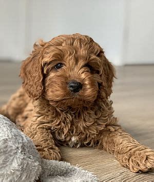 Image result for Red Toy Cavapoo