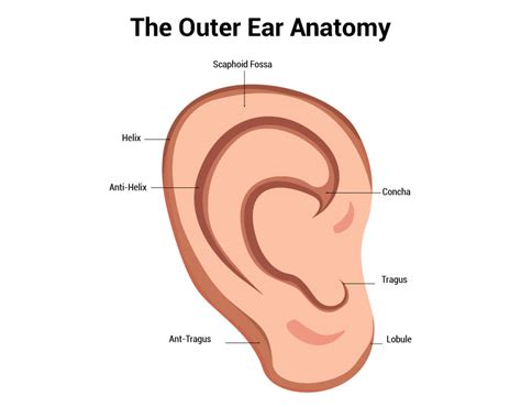 Image result for Outer Ear Angiogram