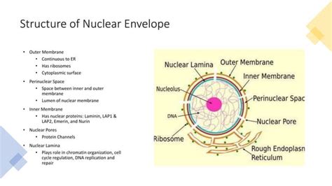 Image result for Nuclear Envelope Dissolution