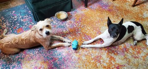 Image result for Perfectly Normal Dog