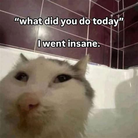 Image result for Random Cat Memes Clean