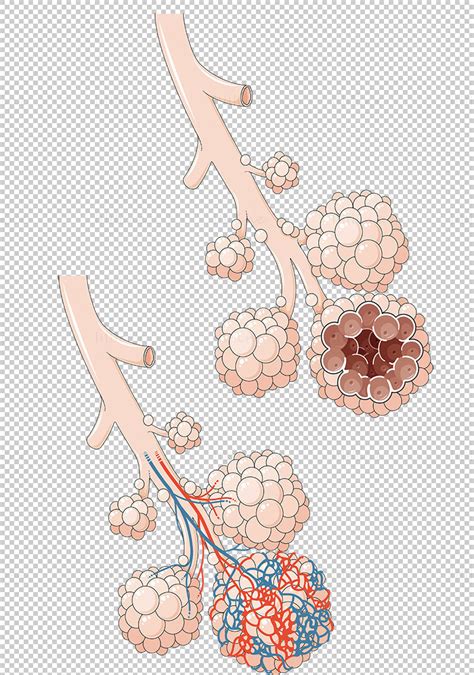 Image result for Intrapulmonary Air Space