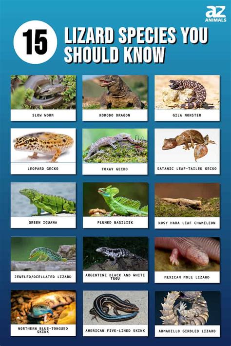 Image result for All Lizard Types