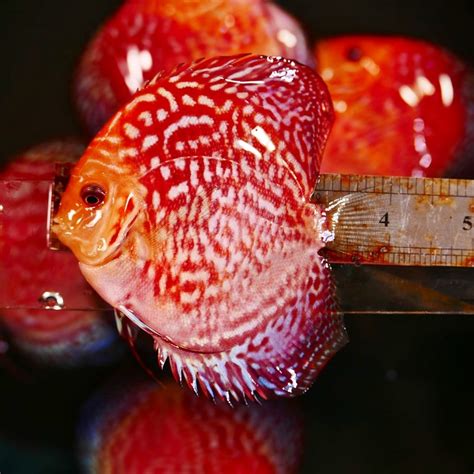 Image result for Red Rafflesia Discus