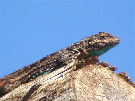 Image result for Tree Lizard Trap