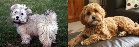 Image result for Cavapoo vs Havapoo