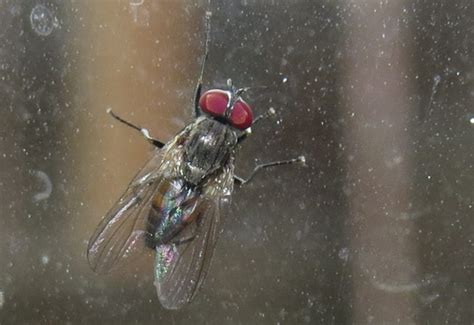 Image result for Bot Fly Larvae Removal