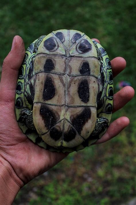 Image result for Turtle in Shell