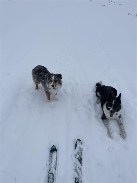 Image result for Snow Dogs Cast