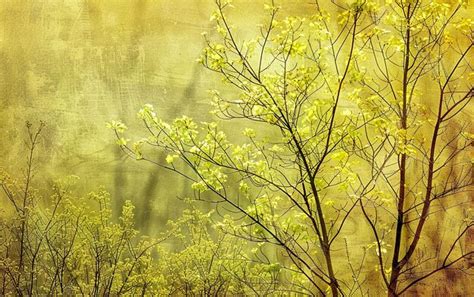 Image result for Vivaldi Spring Texture