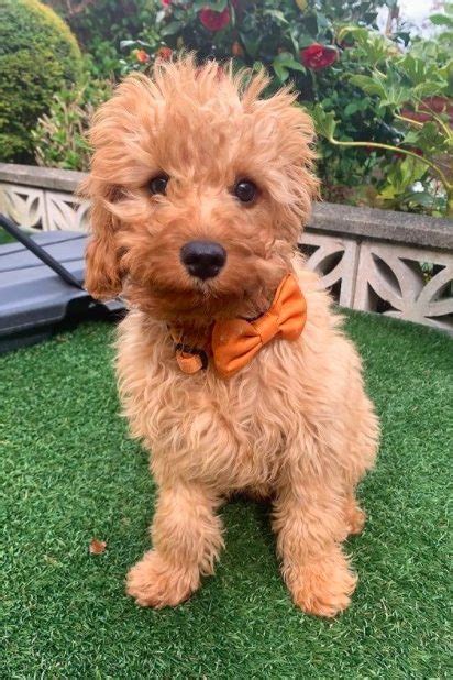 Image result for Apricot Cavapoo