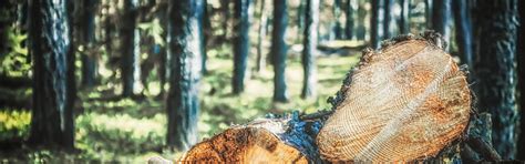 Image result for Selective Logging