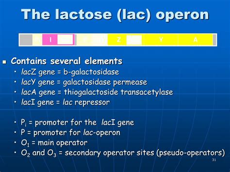 Image result for Gene Expression Promoter Operon