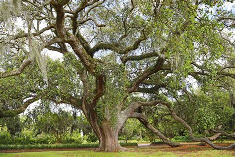 Image result for Live Oak Tree Planting Tips
