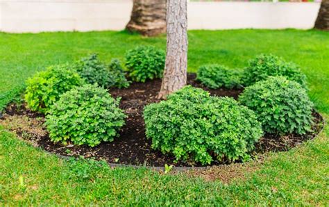 Image result for How Get Circle around Tree for Landscaping