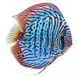 Image result for Discus Colors