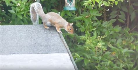 Image result for Getting Squirrels Out of Trees